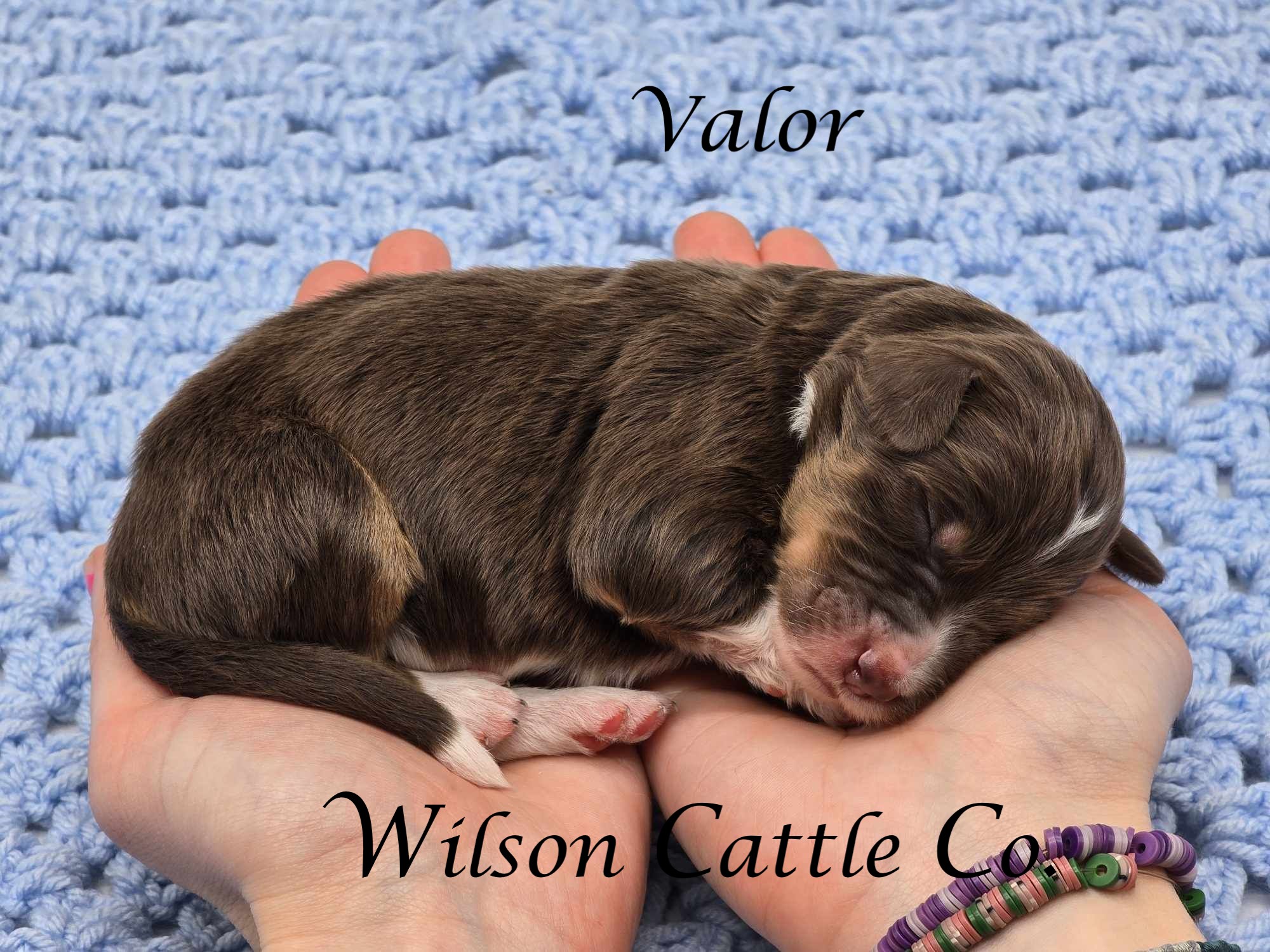 Puppy Nursery – Wilson Cattle Co.